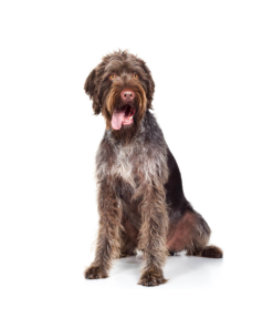 Total K9 Connection (Home) - Total K-9 Connection